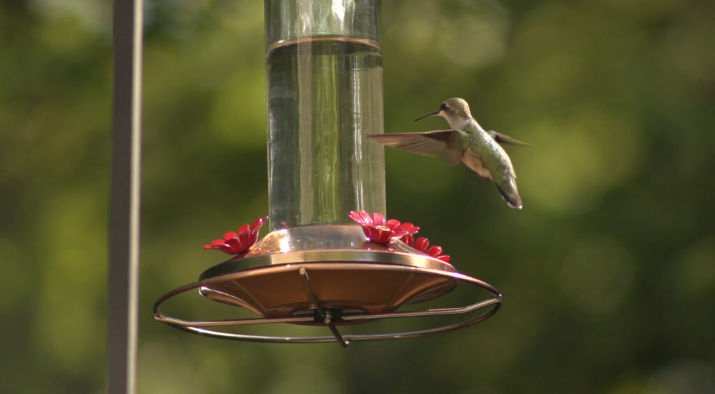 Homemade Hummingbird Food - nurtureandnourishco.com